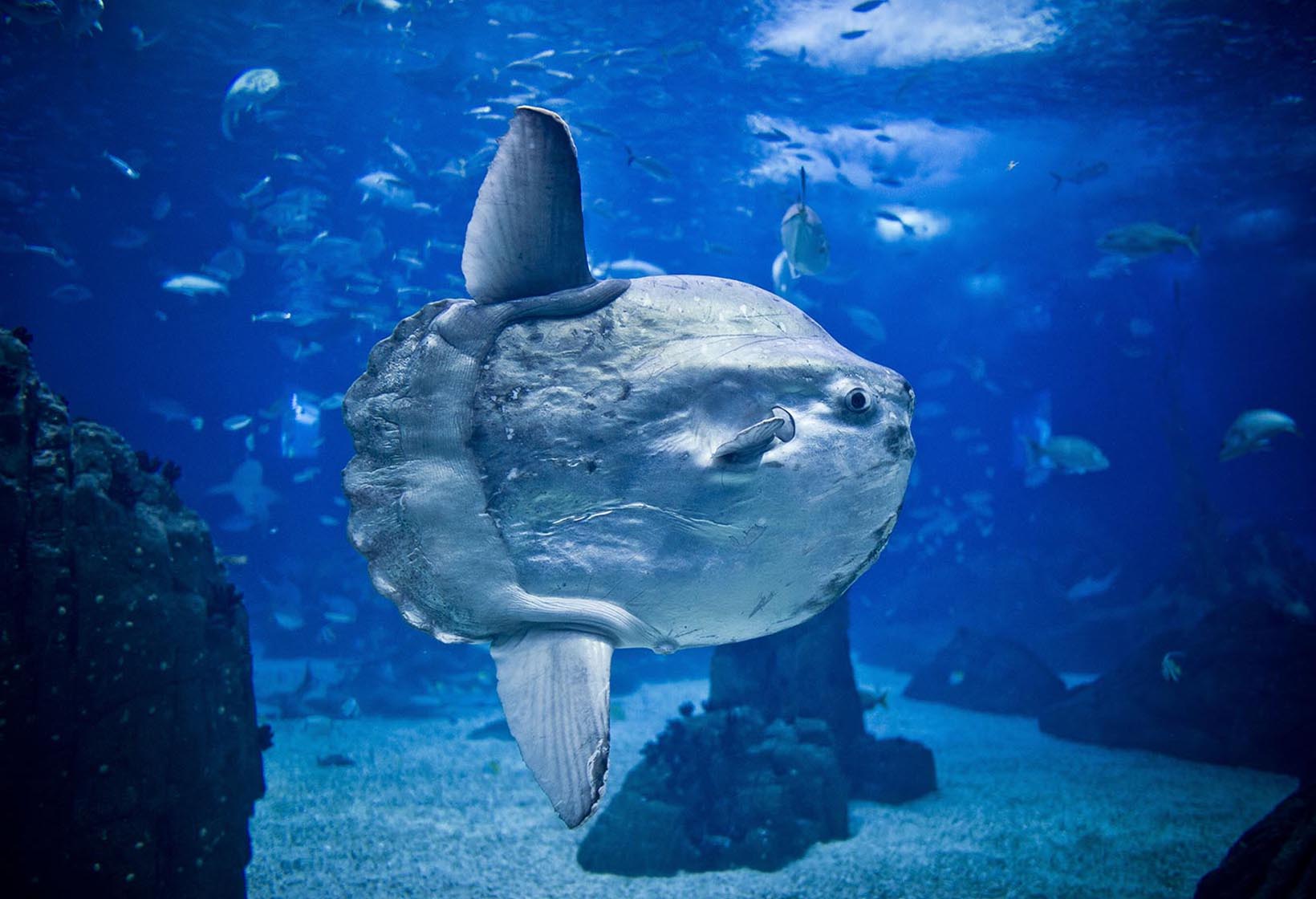 Visitez l'Océanarium de Lisbonne : infos & billets pour l'Aquarium